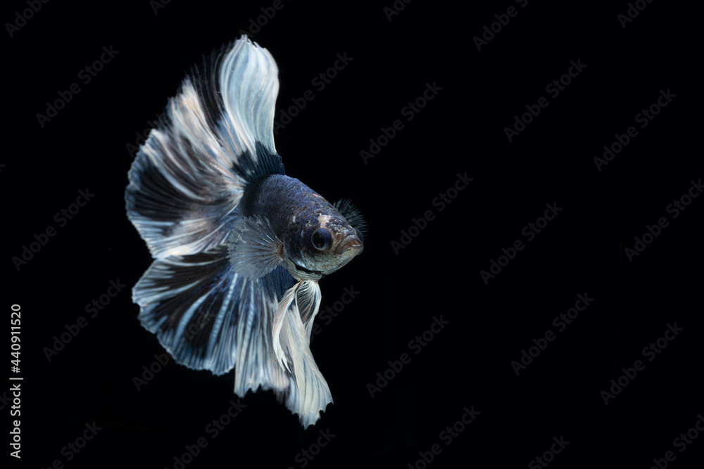 Beautiful of blue and yellow half moon siamese betta fish fighting fish ...