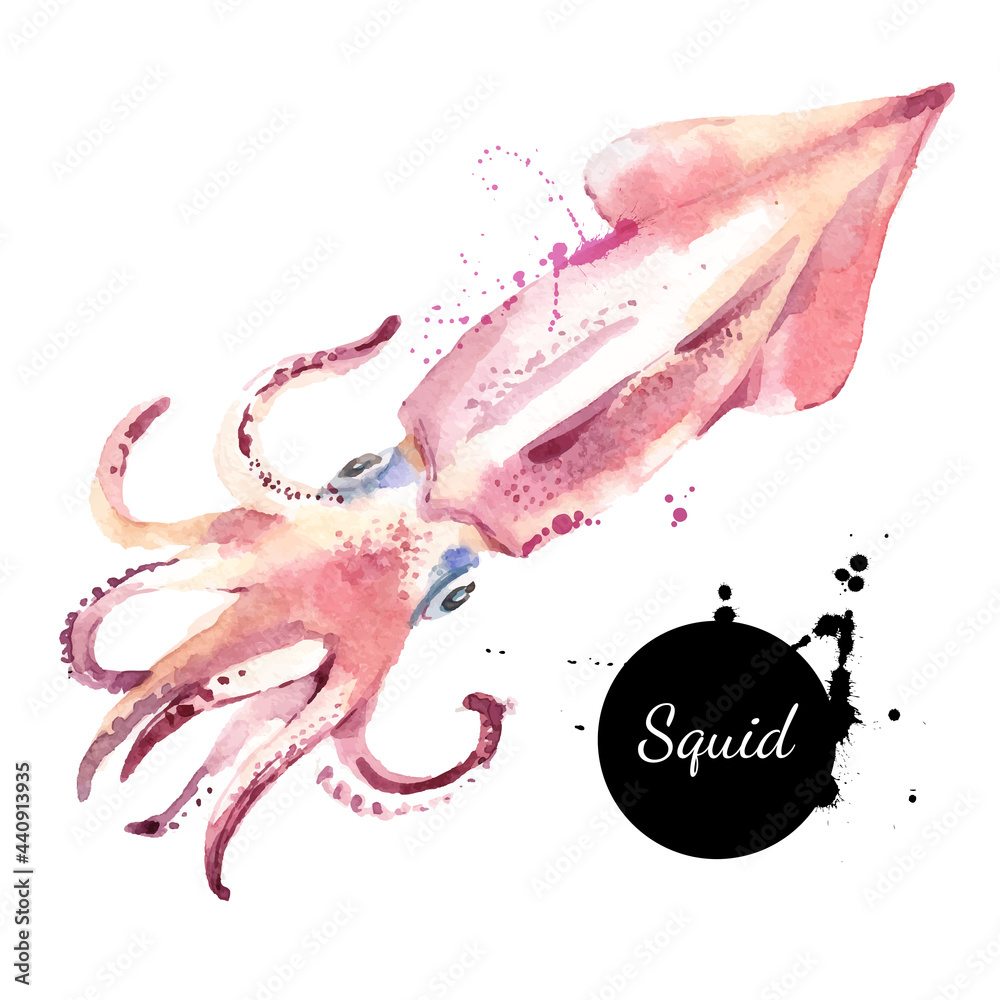 Watercolor hand drawn squid. Isolated fresh seafood vector illustration ...