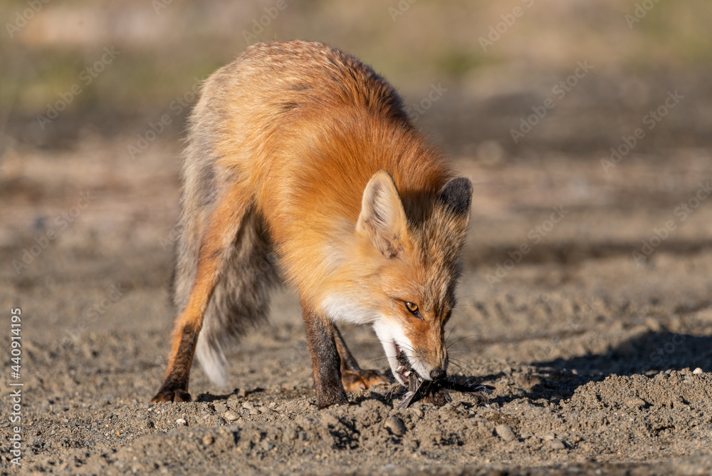 Red fox eating, burying its meal of a dead bird in natural environment ...
