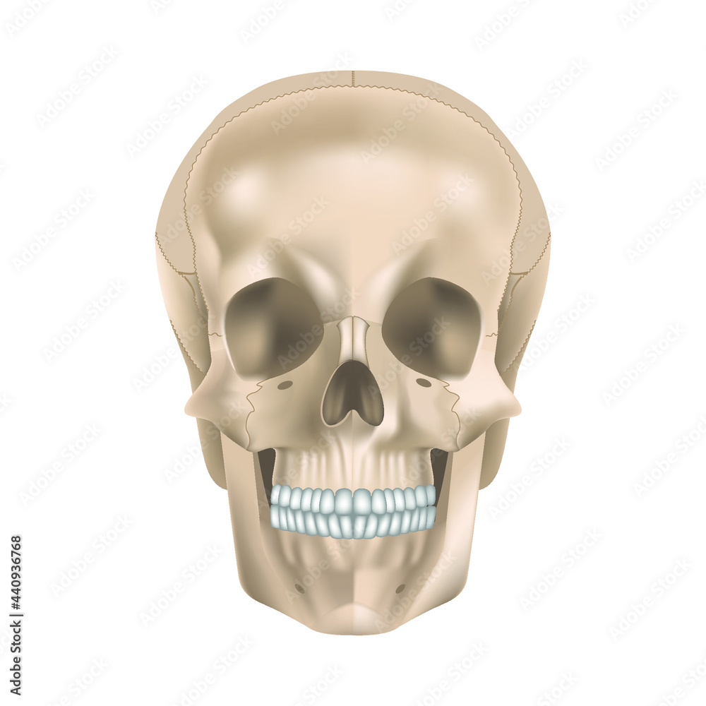 The structure of the human skull. Front view. Fas. Vector illustration ...