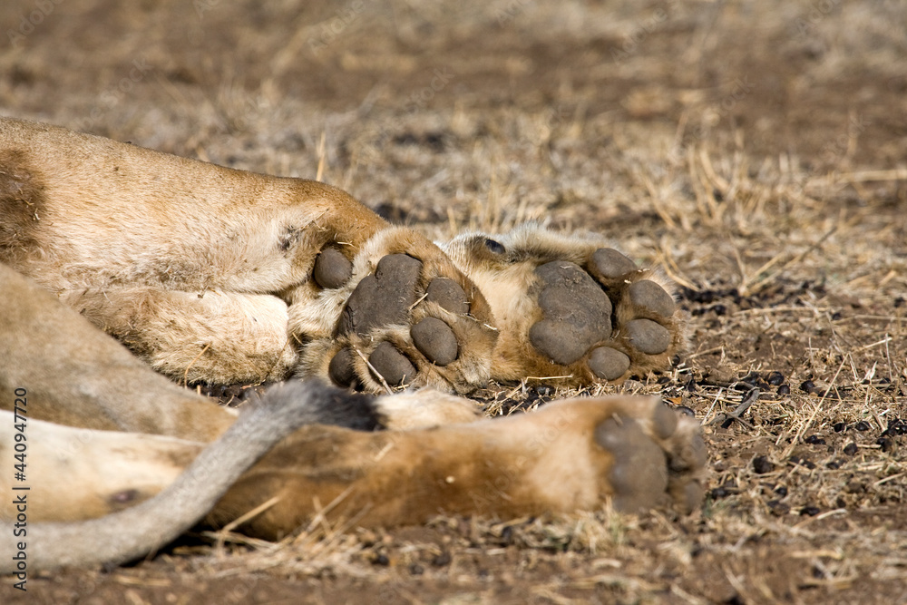 Afrikaanse Leeuw, African Lion, Panthera leo Stock Photo | Adobe Stock