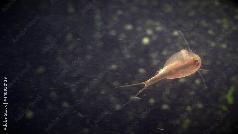 A tadpole shrimp (Triops longicaudatus) swims, showing its ventral and ...