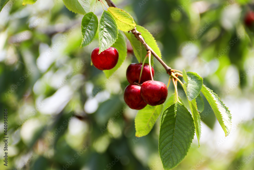 Cherry Fruit Tree Branch