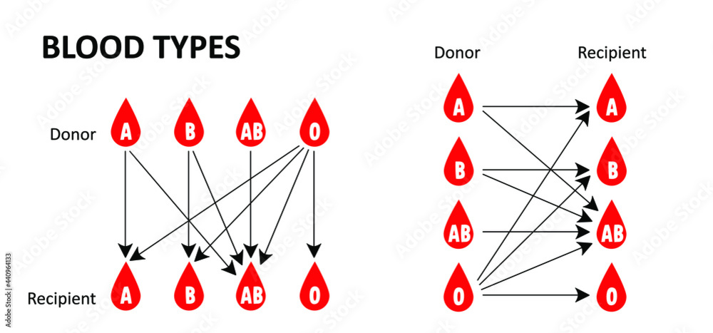 Vetor de Blood Types (A, B, AB, O). Recipient and Donor. Combinations ...
