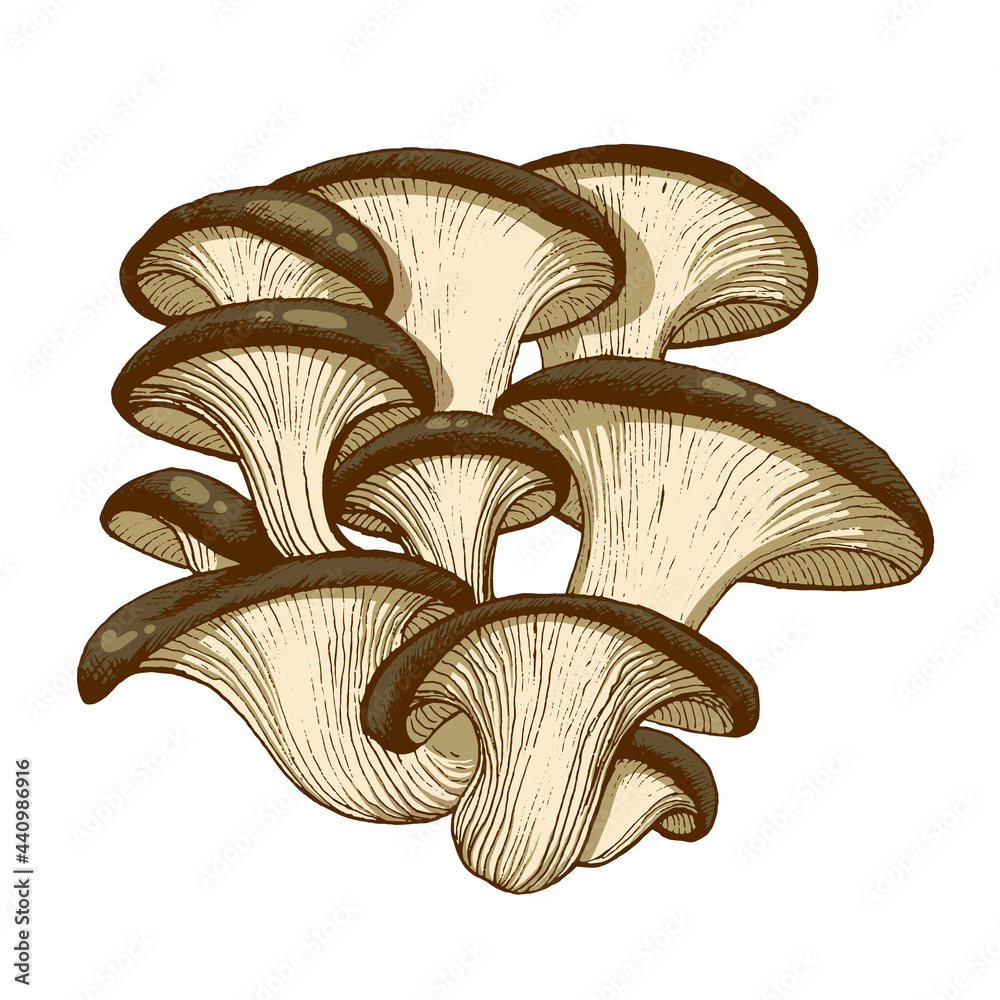 Oyster mushrooms illustration hand drawn, family of edible mushrooms ...
