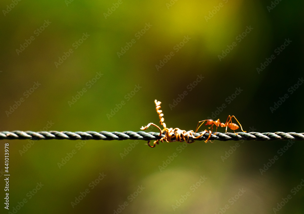 The beauty of ants walking on a black rope and obstacles in front To ...