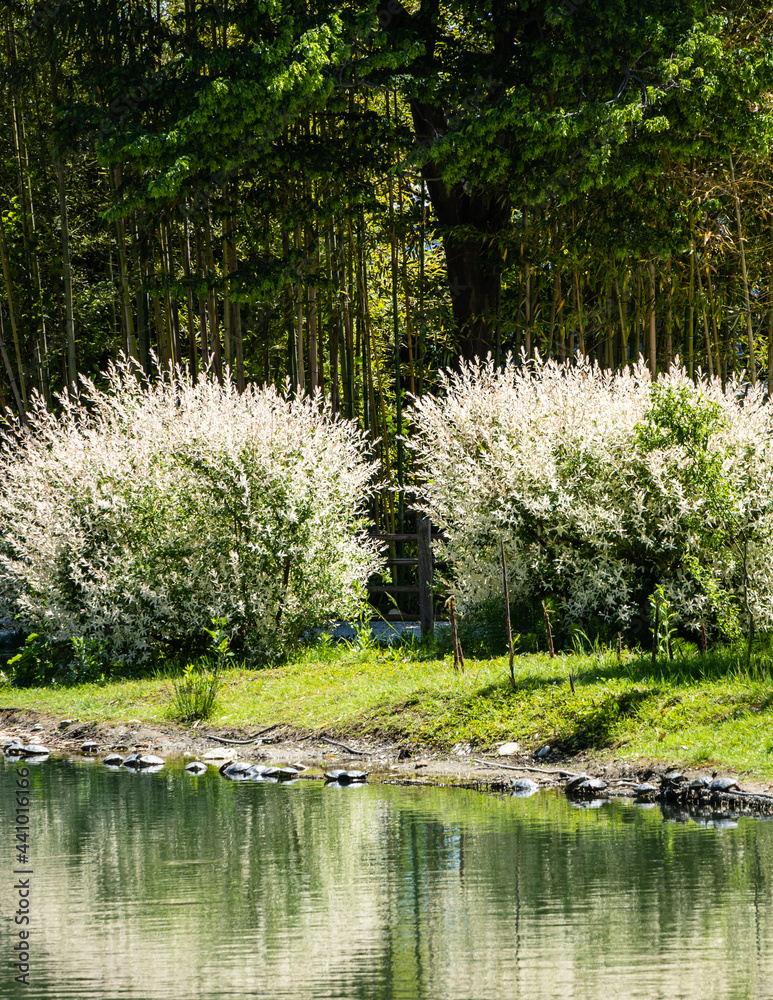 Large Bushes of Japanese whole-leaved willow, Salix Integra Hakuro ...
