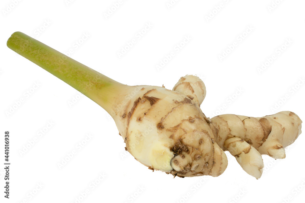 Fresh Mango ginger, White Turmeric, Temu mangga (Curcuma mangga Valeton ...