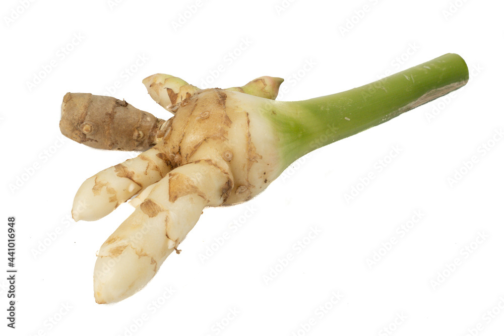 Fresh Mango ginger, White Turmeric, Temu mangga (Curcuma mangga Valeton ...