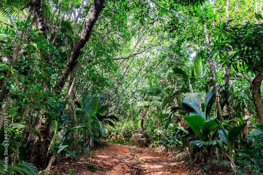 Lush tropical vegetation in dark rainforest with endemic palm trees at ...