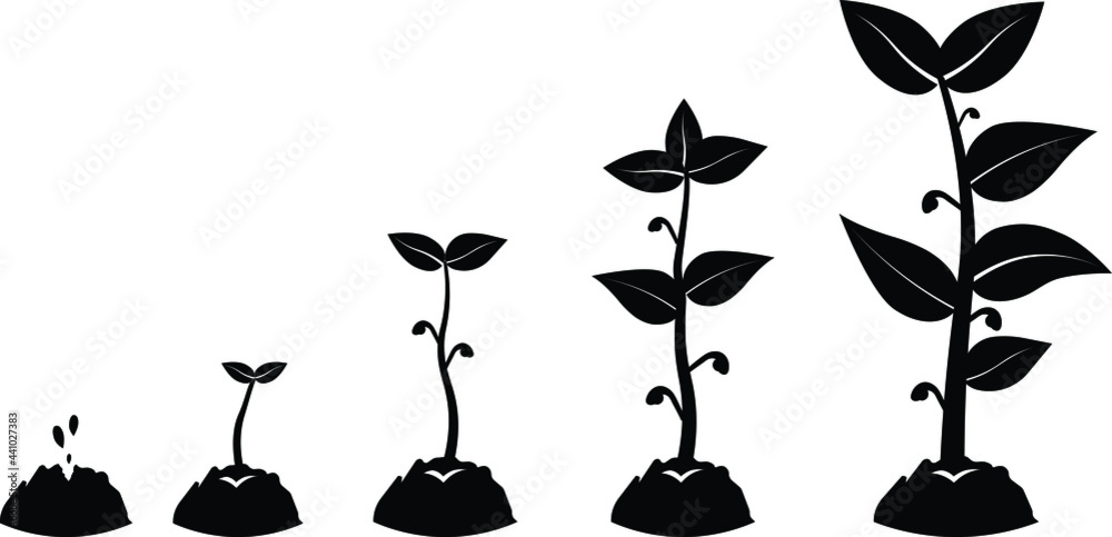 Planting seed sprout in ground, infographic silhouette sequence grow ...