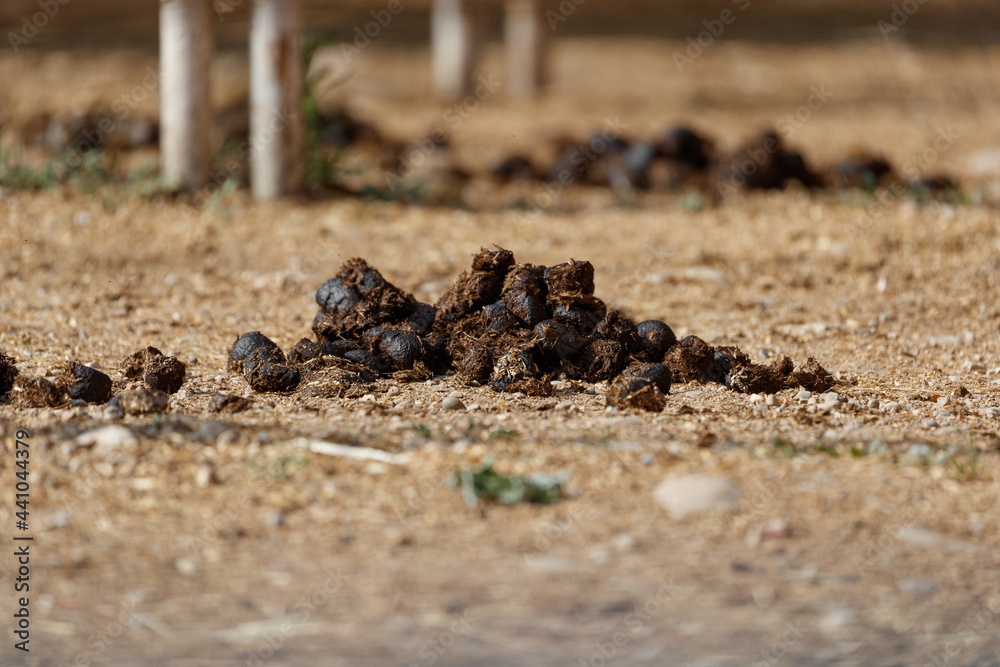 horse feces in the stable Stock Photo | Adobe Stock