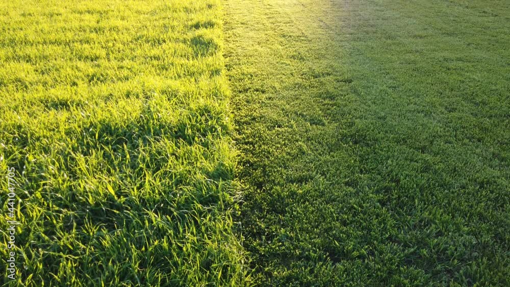 Fresh green grass shot from top view,with wind flowing, seamlessly ...