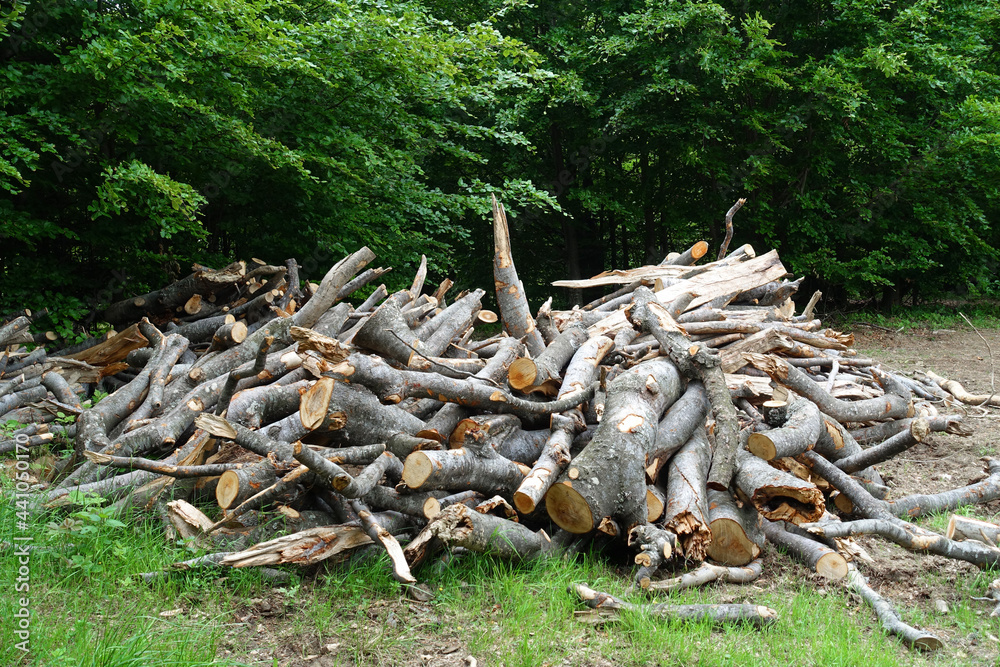 Deforestation of forest nature. Deforestation of forest trees. Nature ...