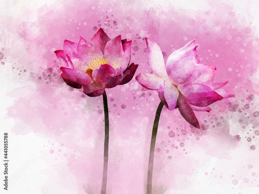 Watercolor painting of vibrant pink lotus flowers. Botanical art ...