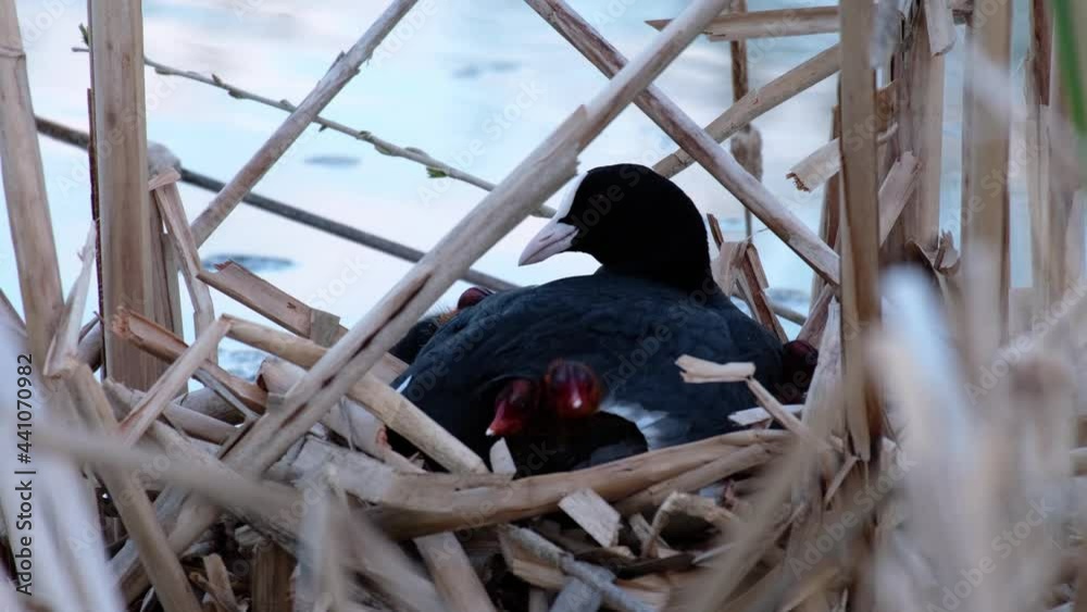 Cute little black Eurasian coot chicks with funny red-orange head ...