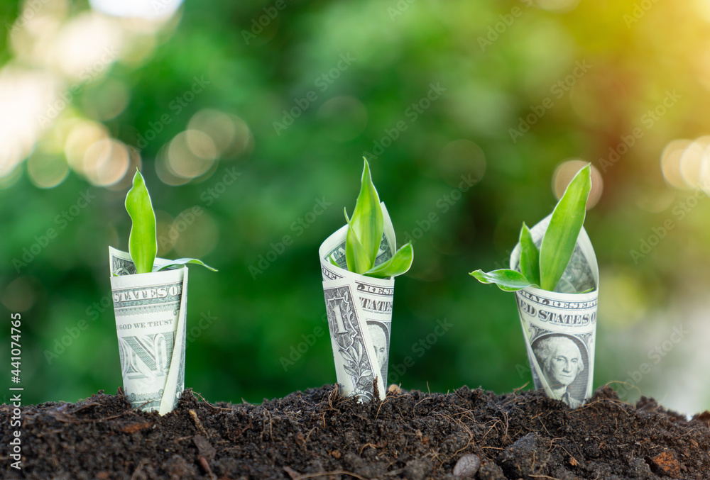 Dollar bill plant growth from ground. Stock Photo | Adobe Stock