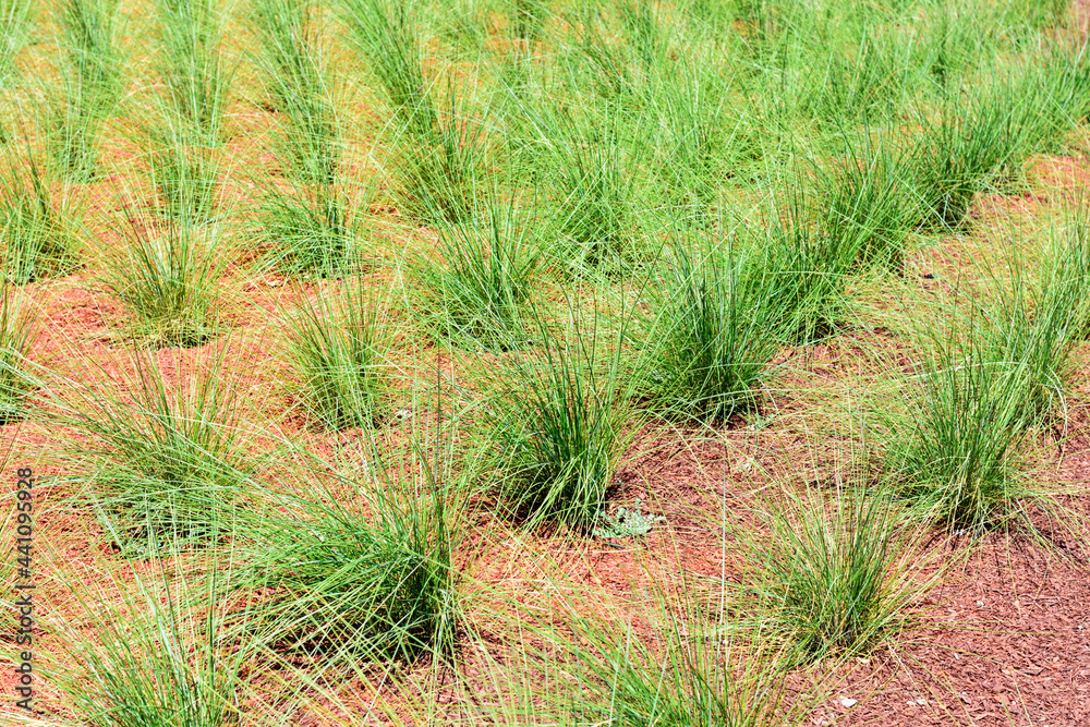 Water efficient ornamental grass planted in rows and covered with mulch ...
