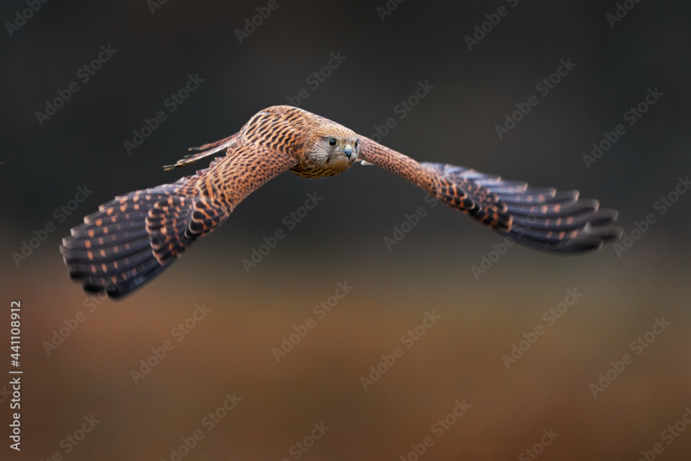 Kestrel flight. Common Kestrel, Falco tinnunculus, little flying bird ...