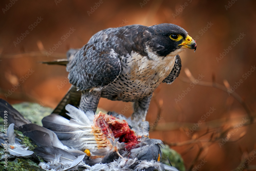 Falcon Bird Of Prey
