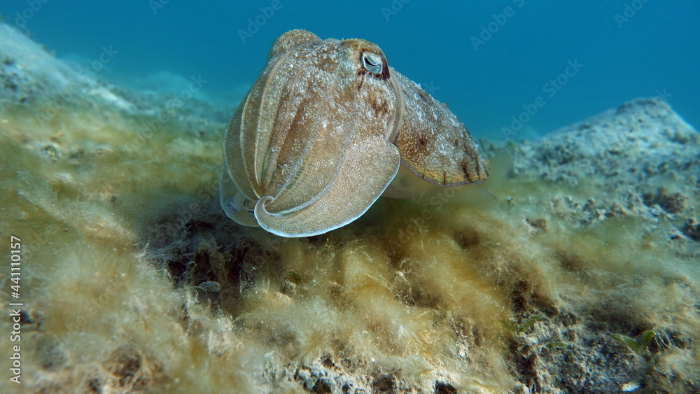 Sepia pharaonis. Mollusks, type of Mollusk. Head-footed mollusks ...