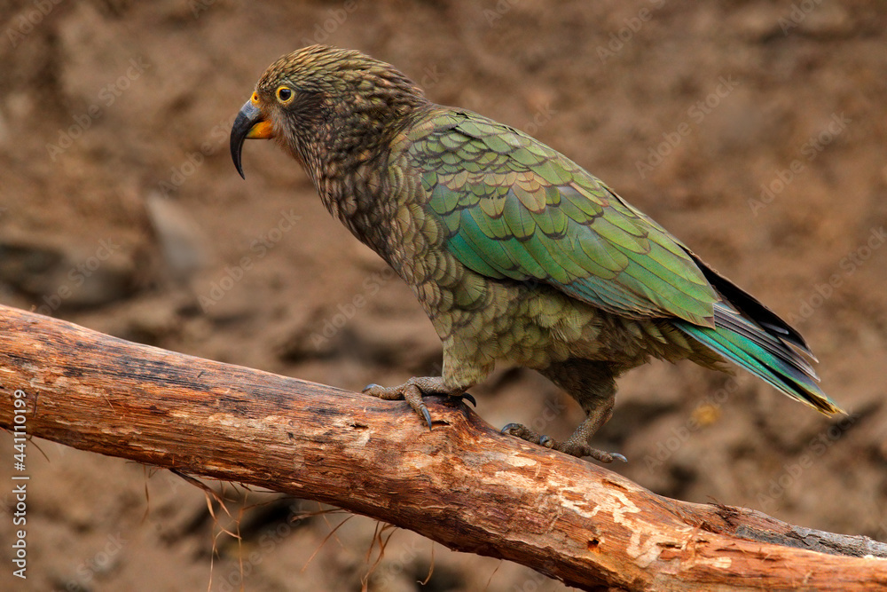 Foto de Kea parrot, Nestor notabilis, green bird in the nature habitat ...