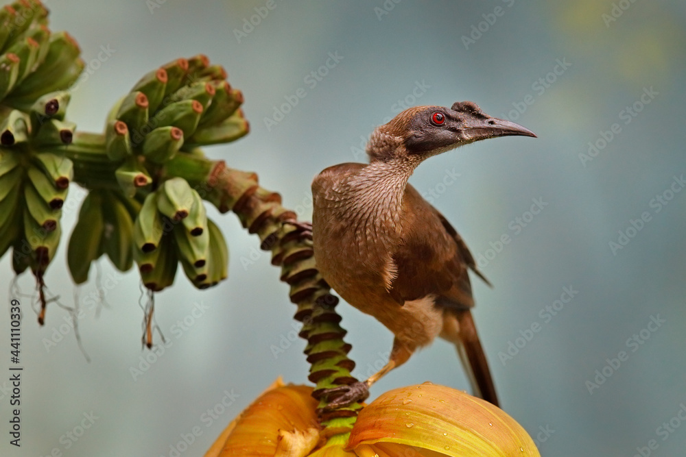Helmeted friarbird, Philemon buceroides, beautiful bird sitting on the ...