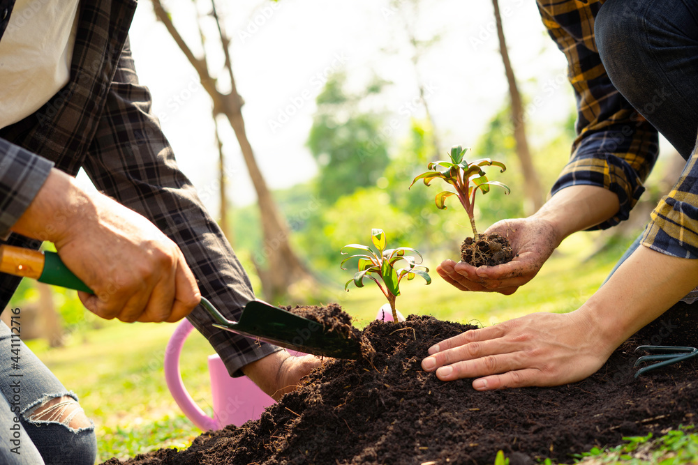 two young men are planting a tree to preserve the environment, plant ...