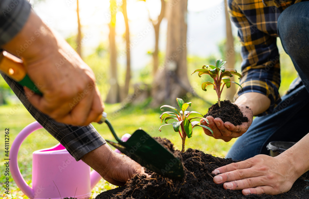 two young men are planting a tree to preserve the environment, plant ...