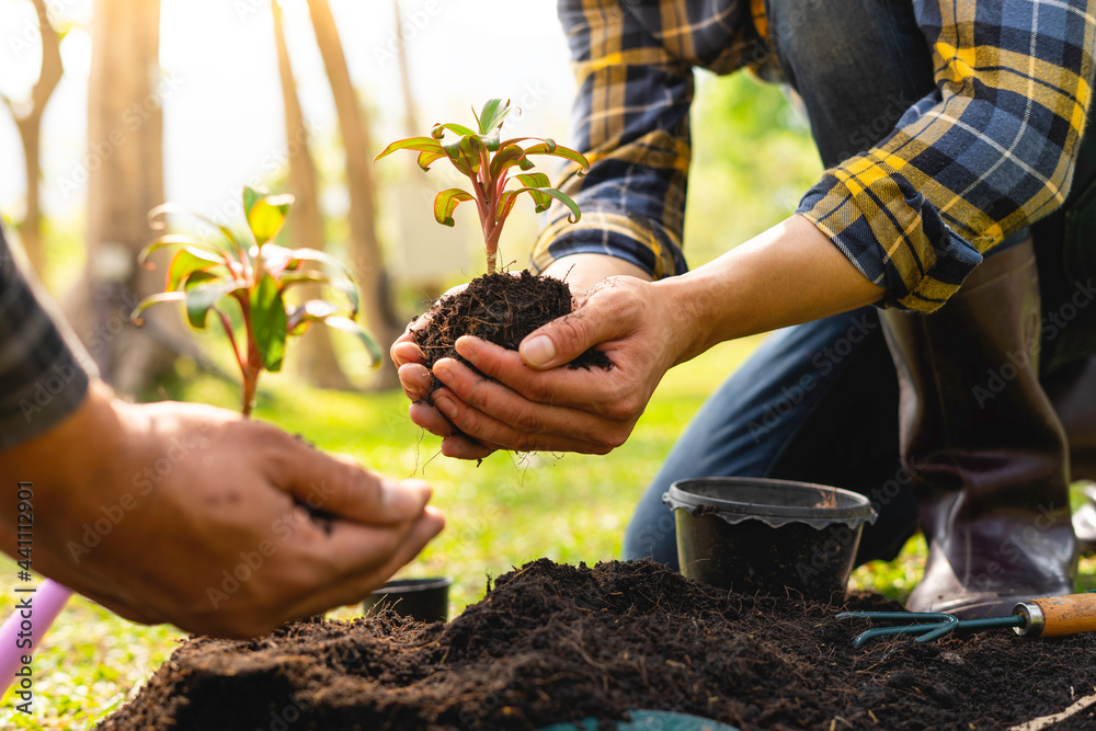 two young men are planting a tree to preserve the environment, plant ...