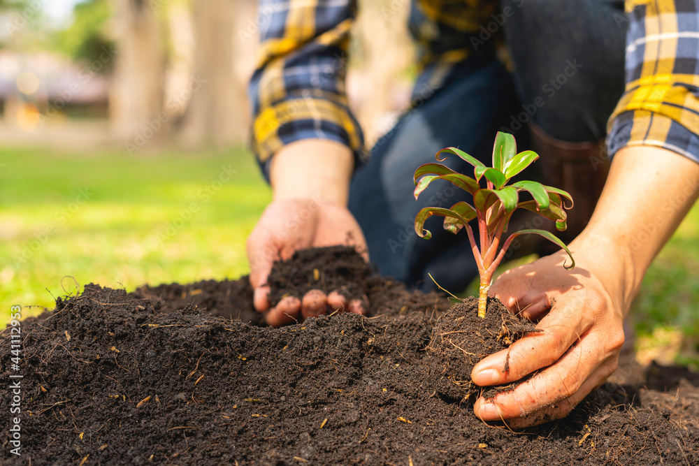 The young man is planting a tree to preserve the environment, plant ...