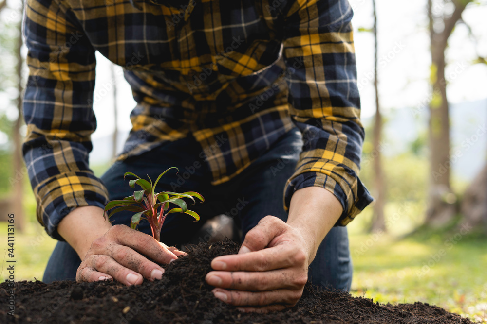 The young man is planting a tree to preserve the environment, plant ...