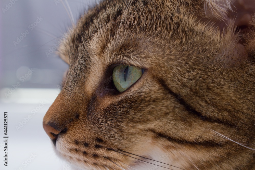 Closeup of a tabby cat`s face with green eyes. A cat with brown fur and ...
