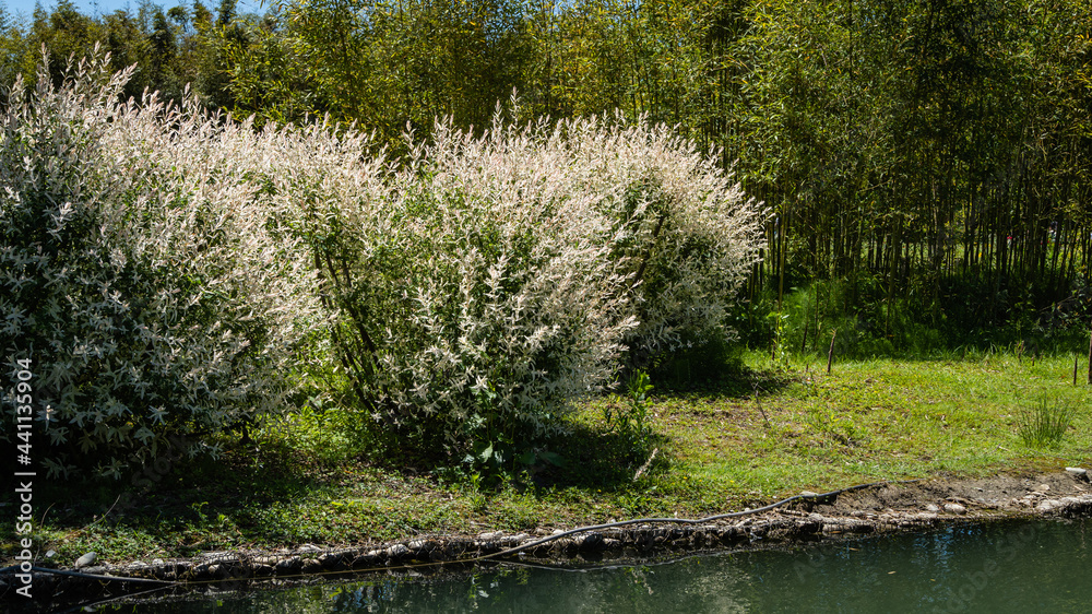 Large Bushes of Japanese whole-leaved willow, Salix Integra Hakuro ...