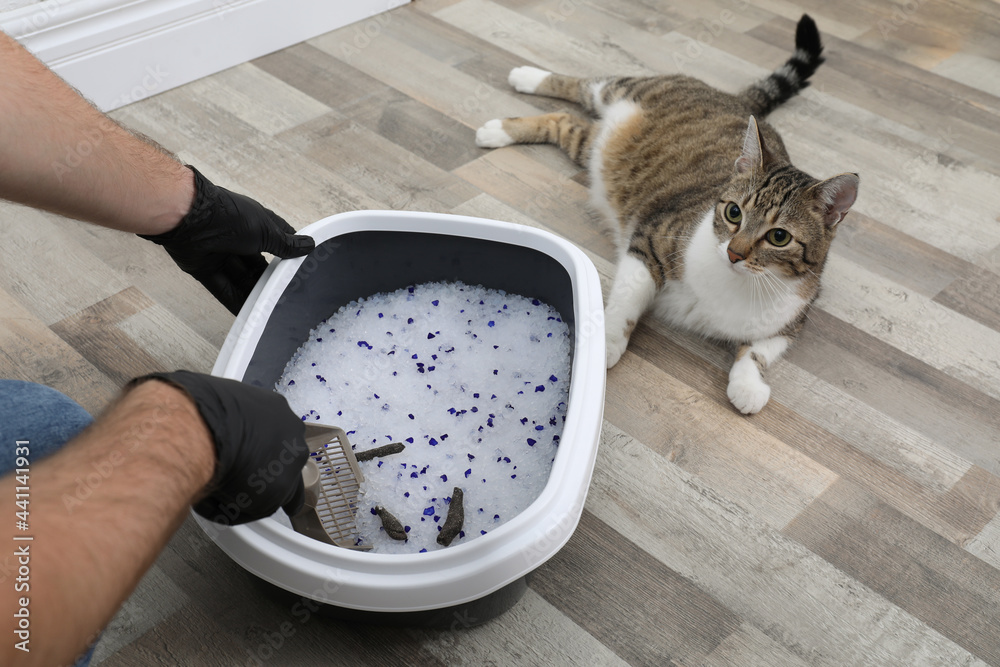Cleaning cat litter box store