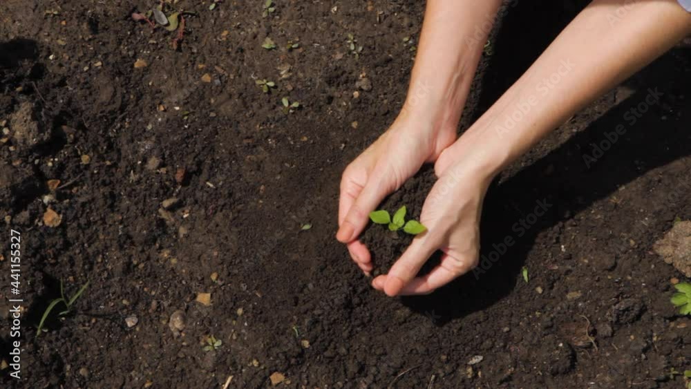 Close up hands holding sapling of young plants. Concept nature ...