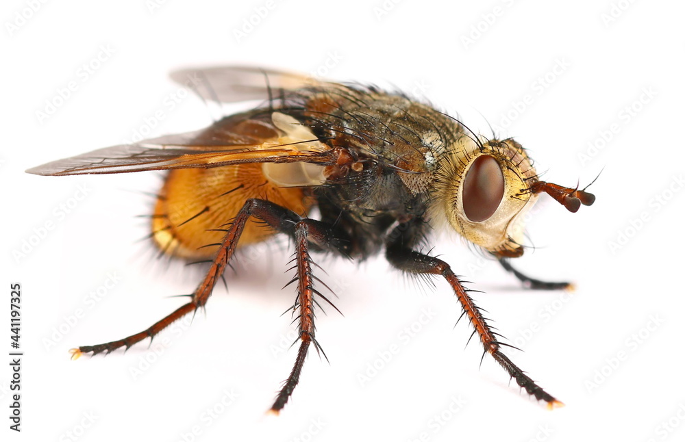 Yellow-bellied fly, Tachina praeceps isolated on white background, side ...