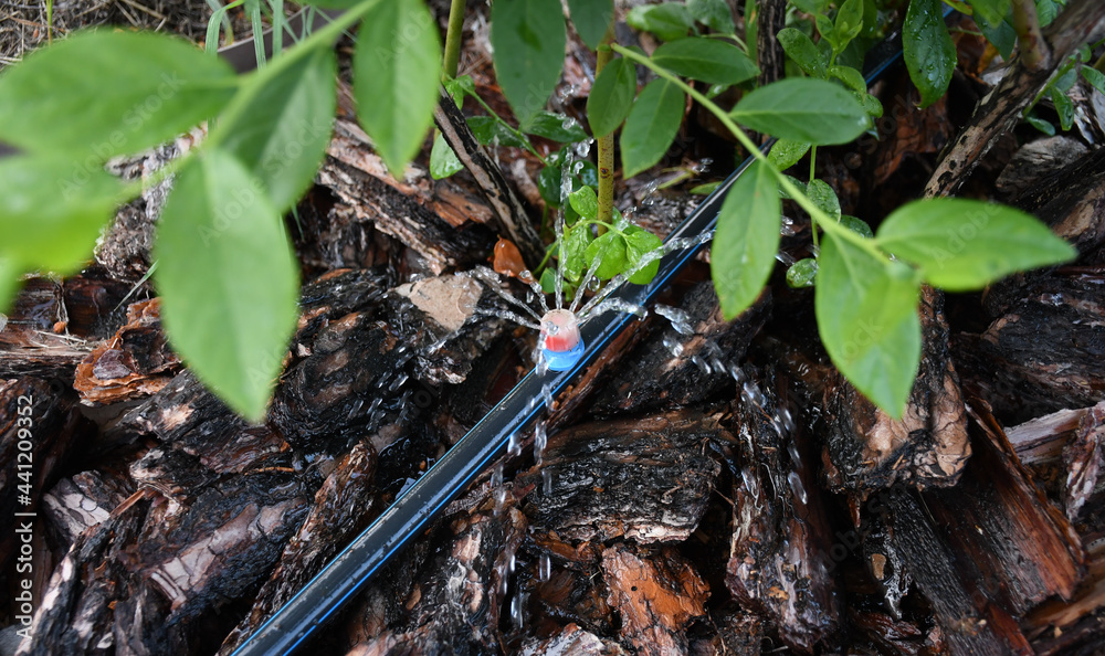 Drip irrigation. The photo shows the irrigation system in a raised bed ...