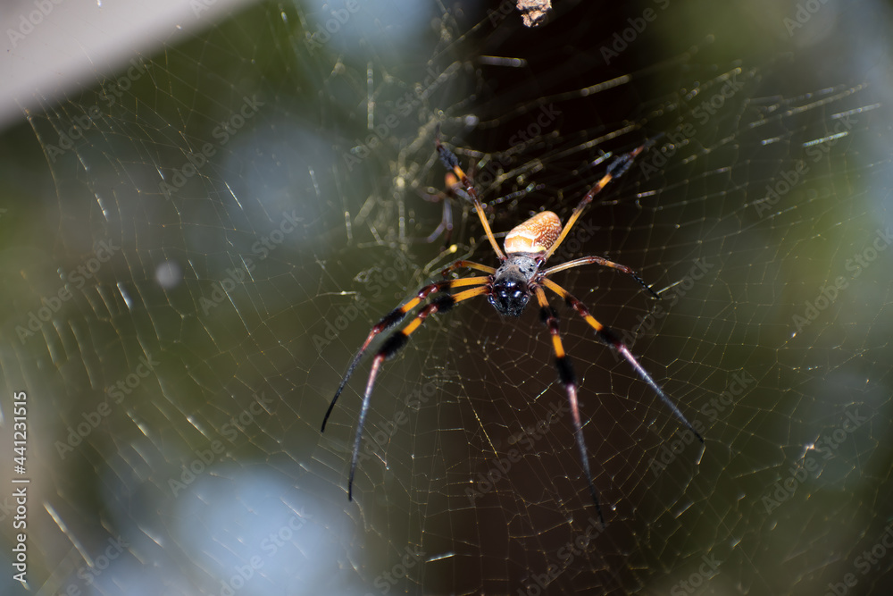 large golden silk orb weaver spider, up close, sits on its web waiting ...