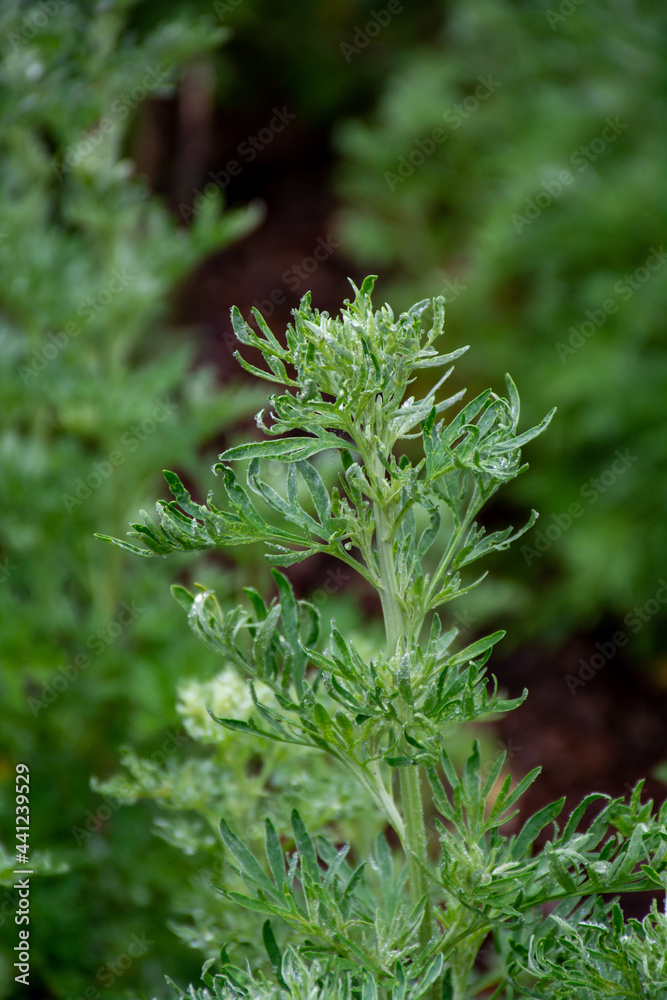 Botanical collection, young green leaves of Artemisia absinthium ...