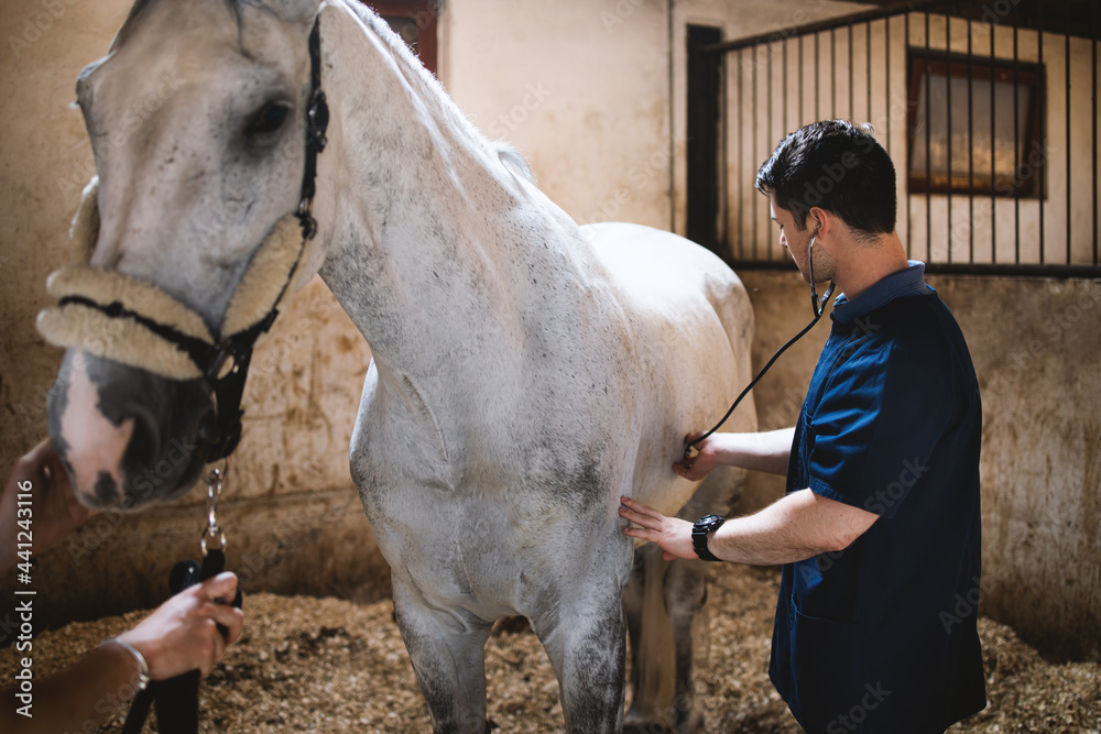 Vet checking horse's health before riding. Stock Photo | Adobe Stock