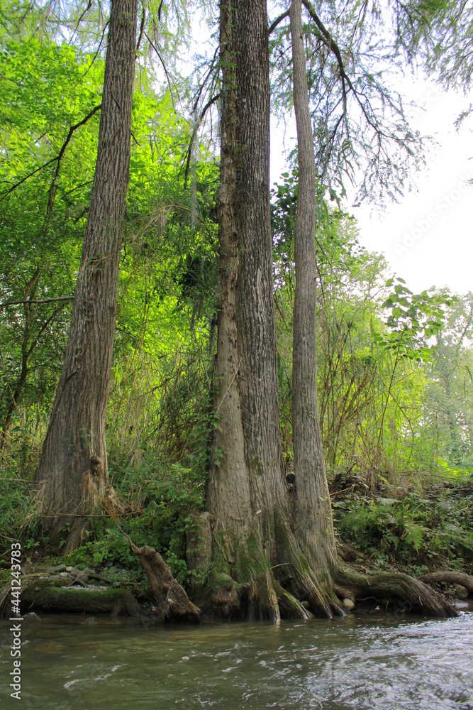 La naturaleza de un rio y maravilloso entorno Stock Photo | Adobe Stock