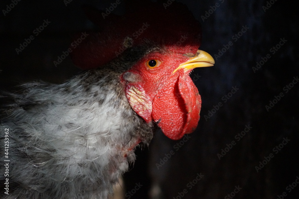 Gallina Macro Stock Photo | Adobe Stock