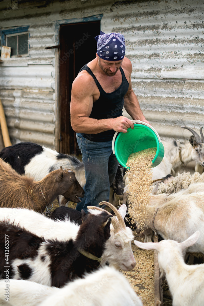 Muscular famer pouring grain in manger near goats on farm Stock Photo ...