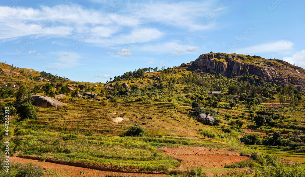 Typical Madagascar landscape - green and yellow rice terrace fields ...