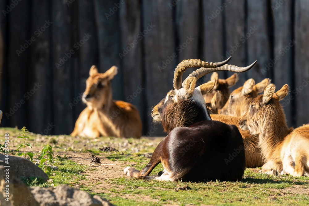 Group of Nile lechwe or Mrs Gray's lechwe (Kobus megaceros) is an ...