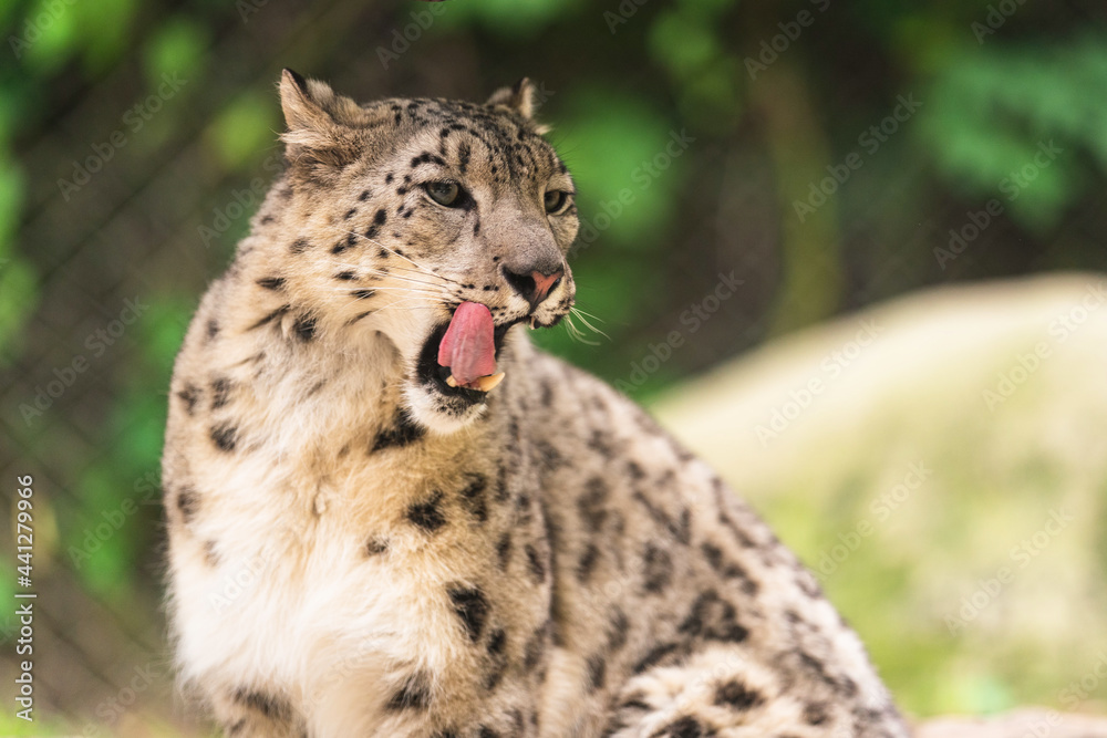 The snow leopard (Panthera uncia), also known as the ounce, is a felid ...