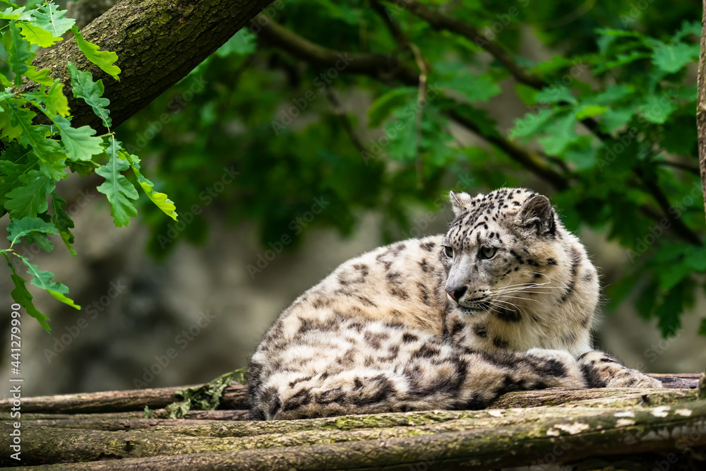 The snow leopard (Panthera uncia), also known as the ounce, is a felid ...