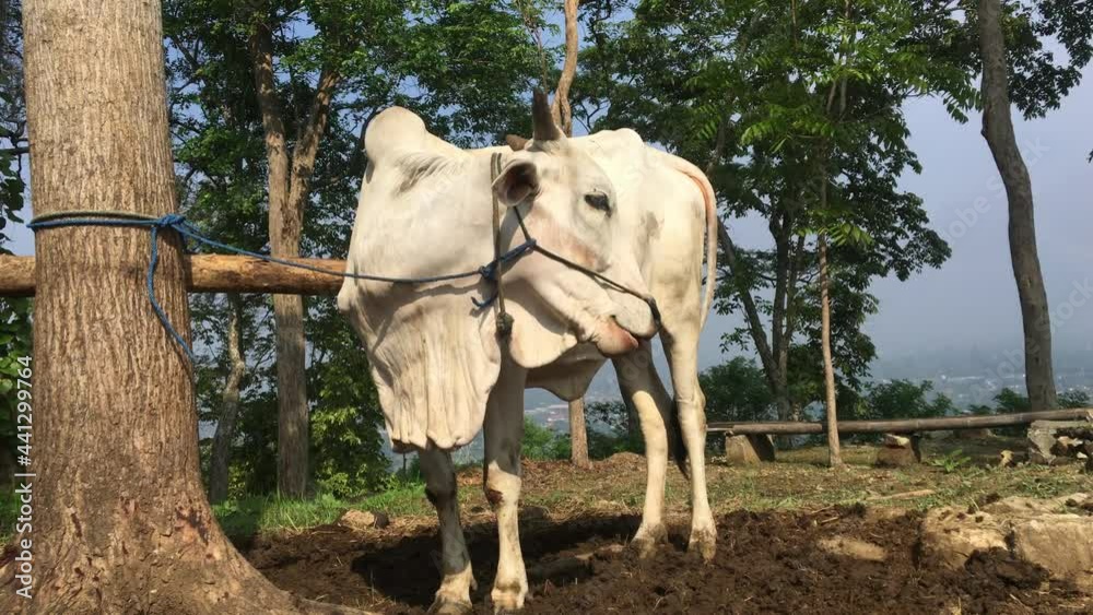 Ongole Crossbred cattle or Javanese Cow or White Cow or sapi peranakan ...