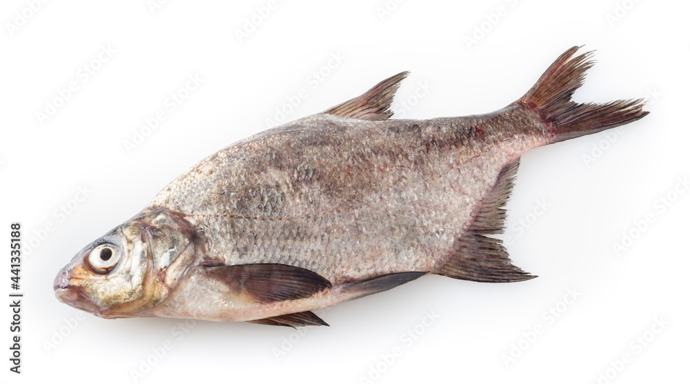 Common river bream isolated on white background. Freshwater fish Stock ...